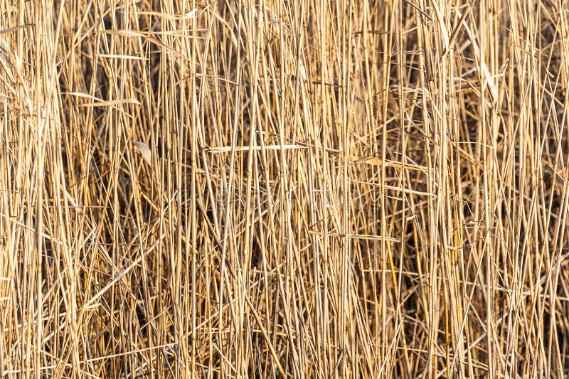 Reed texture background stock image. Image of pattern - 86404827