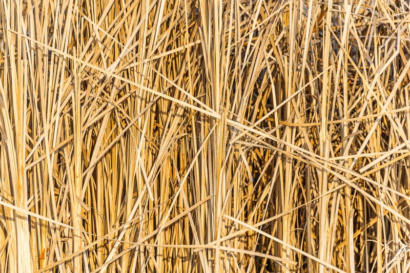 Reed texture background stock image. Image of nature - 86404835