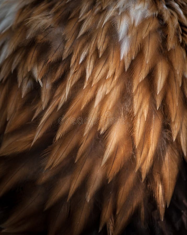 Texture of Bald Eagle Feathers Stock Image - Image of wild, wings: 97941205