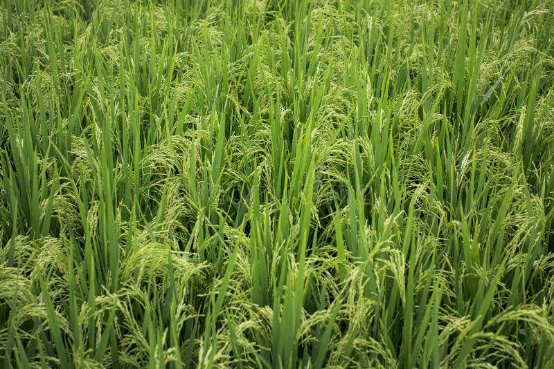 The Texture of Balinese Green Rice Fields. Stock Image - Image of ...
