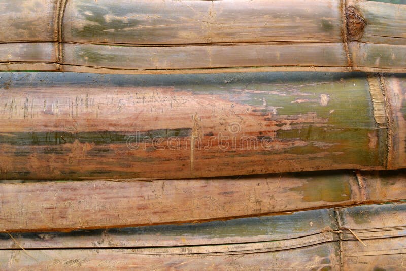 Texture 4281 - bamboo stock photo. Image of tree, asian - 49358992