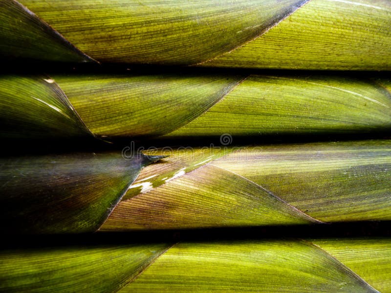 Texture of bamboo shoot stock image. Image of cooking - 80415169