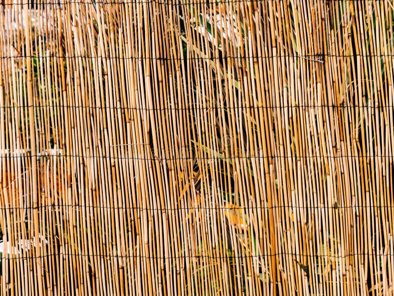 Texture of Bamboo. Thin Sticks. Dry Bamboo Stock Image - Image of bark ...