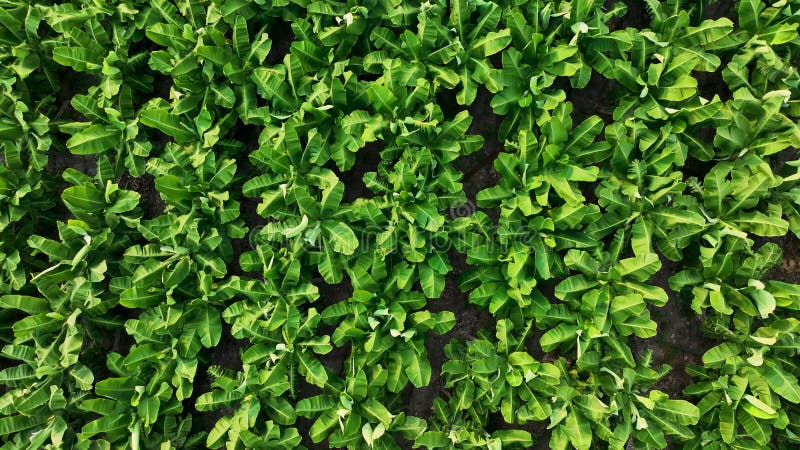 Texture of the Banana Plantation Stock Video - Video of cultivation ...
