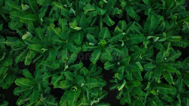 Texture of the Banana Plantation Stock Video - Video of cultivation ...