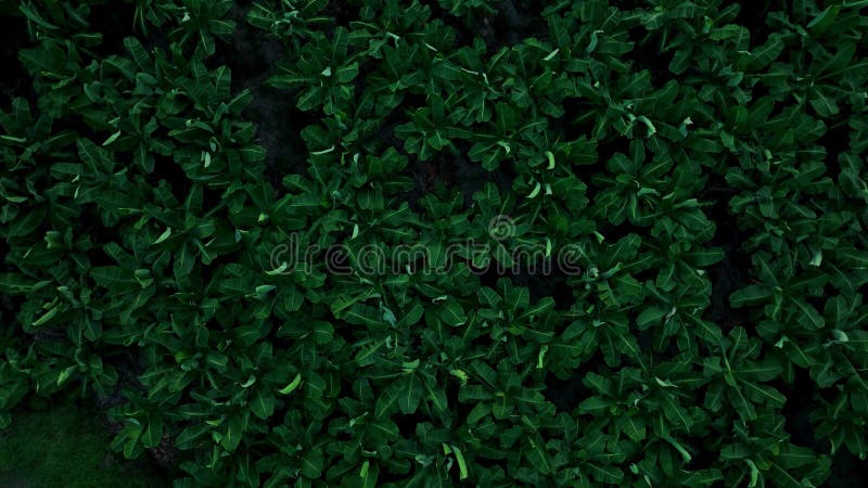 Texture of the Banana Plantation Stock Video - Video of cultivation ...