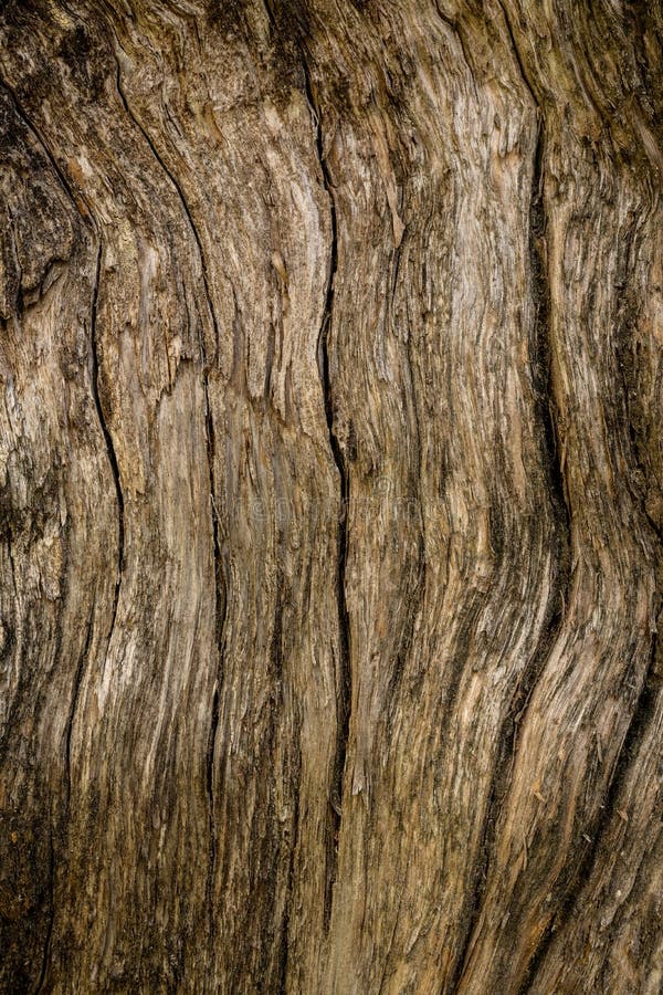 Texture of Bare Tree Truck after Bark Has Fallen Off Stock Photo ...