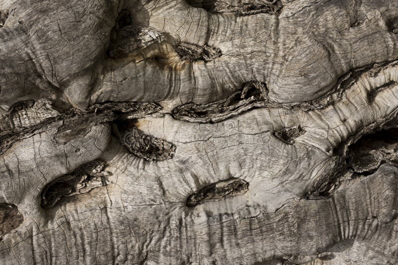 Background of an Old Olive Tree Stock Image - Image of textured ...