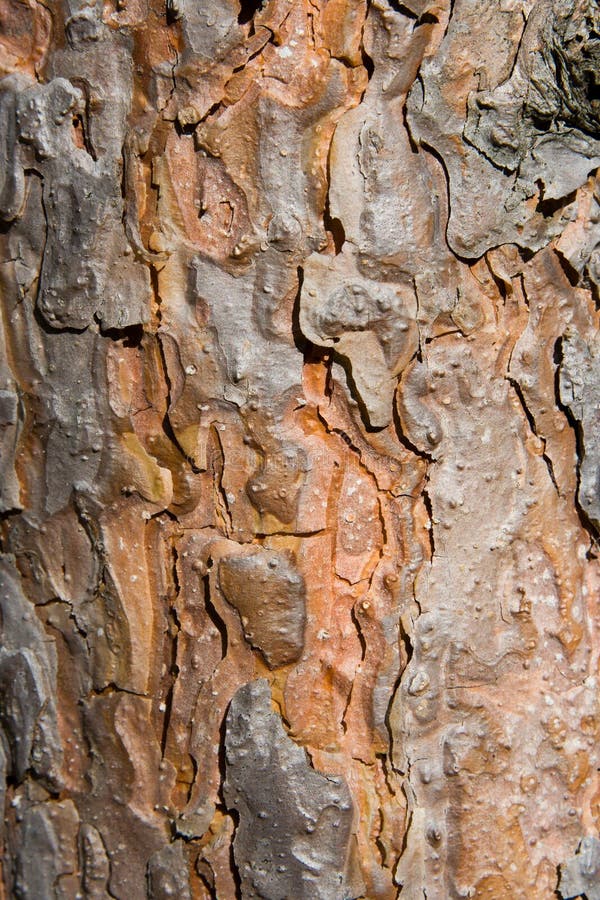 Texture from a bark stock photo. Image of rips, anniversaries - 3227852