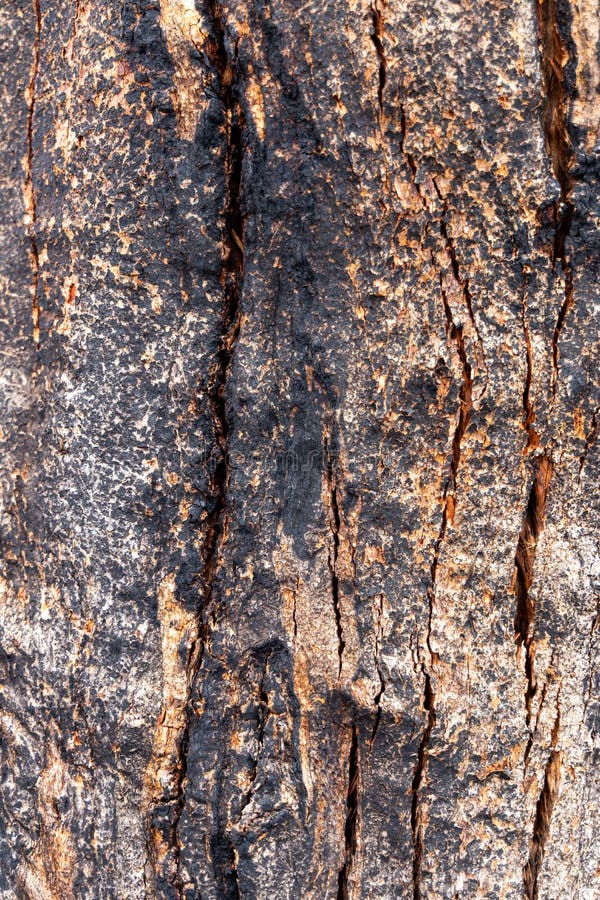 Texture of Bark on Burnt Trees after the Bush Fires on Kangaroo Island ...