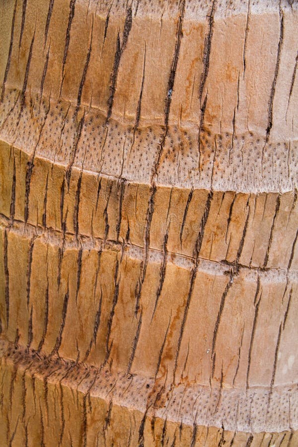 150+ Coconut tree texture Free Stock Photos - StockFreeImages