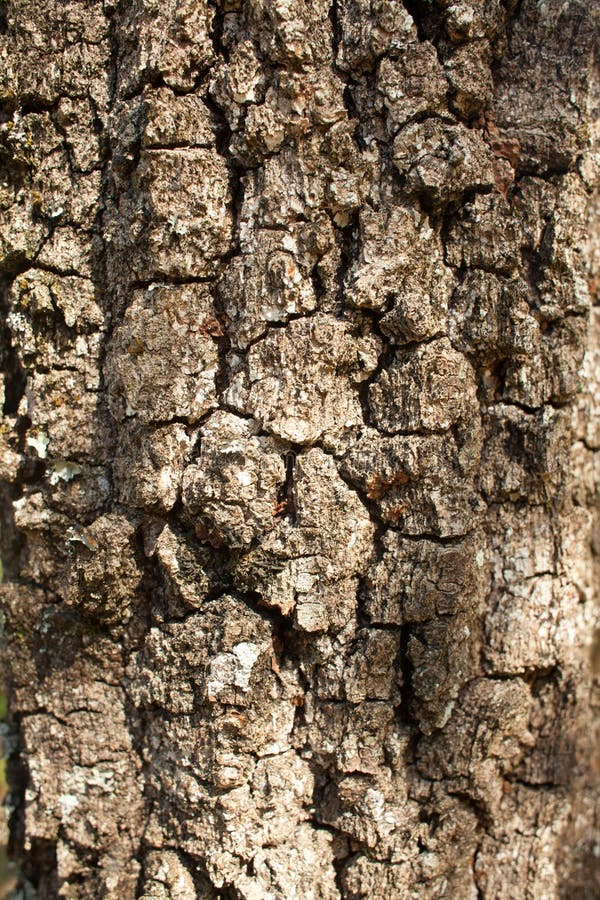Texture of Bark of Cork Oak Stock Photo - Image of bark, tree: 365409652