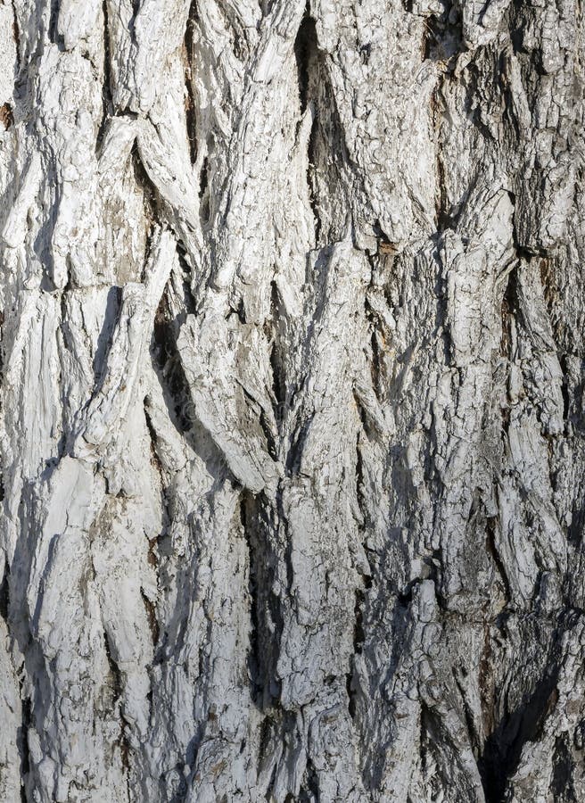 Texture of the Bark of an Elm Tree Painted White with Lime Stock Image ...