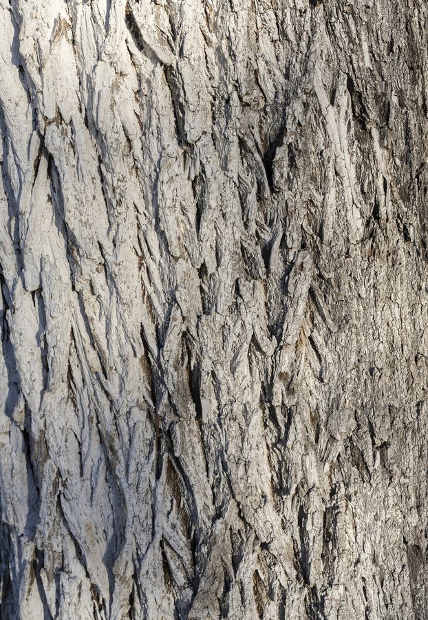 Texture of the Bark of an Elm Tree Painted White with Lime Stock Photo ...