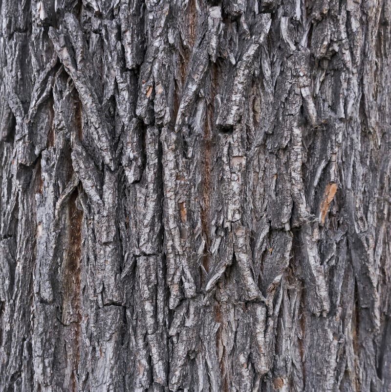 Texture of the Bark of an Elm Tree Sparkling Stock Image - Image of ...