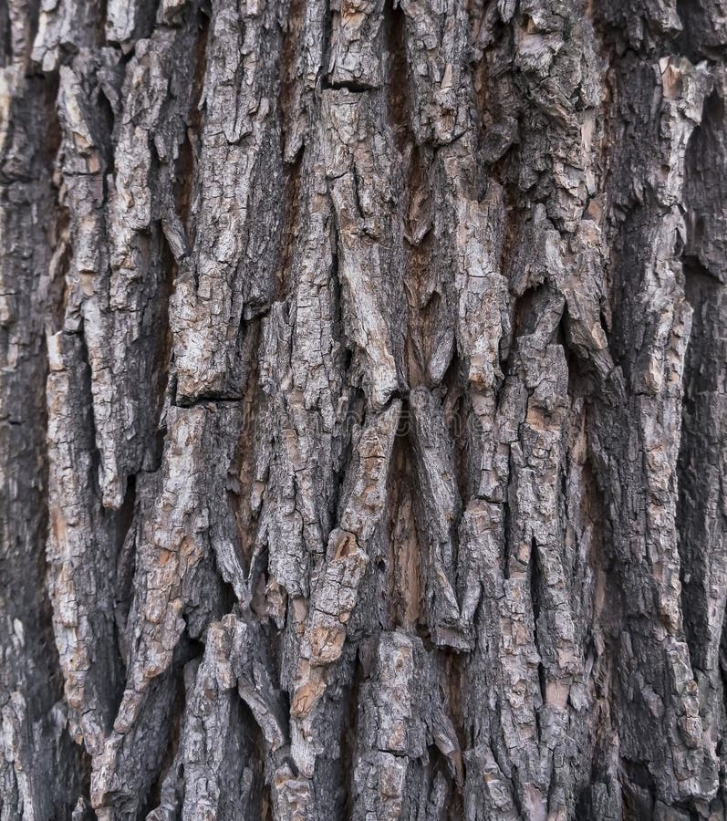 Texture of the Bark of an Elm Tree Sparkling Stock Photo - Image of ...