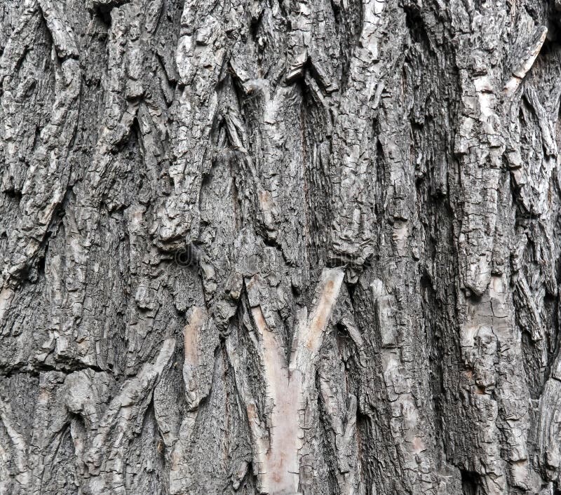 Elm tree grain stock image. Image of forest, antique - 32286539