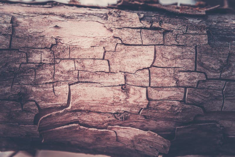 The texture of bark stock photo. Image of vertical, abstract - 115775932