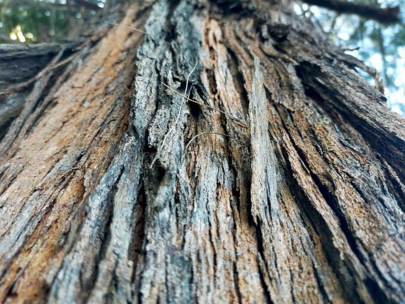 The Texture of the Bark of a Large Pine Tree Stock Photo - Image of ...