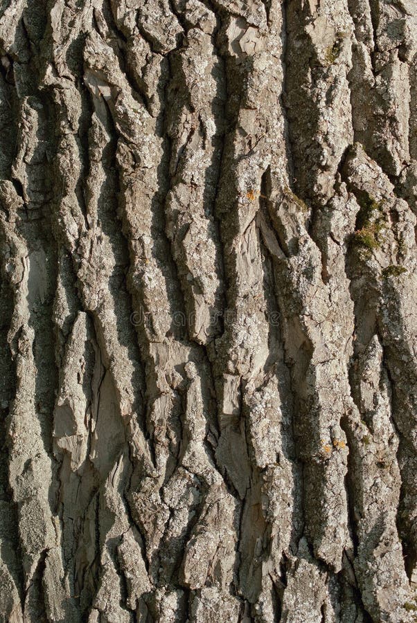 Texture of a Bark of a Large Poplar Close-up Stock Image - Image of ...