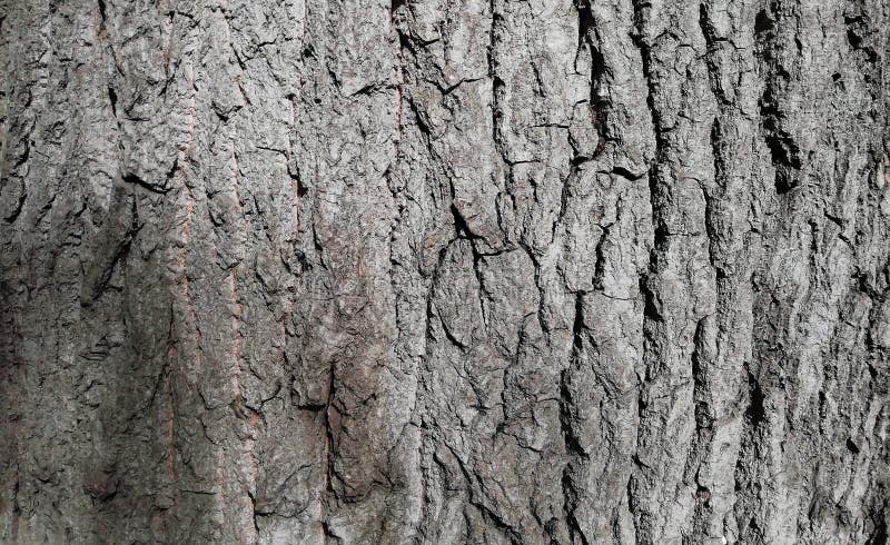 Texture of the Bark of a Large Tree Stock Image - Image of autumn, gray ...