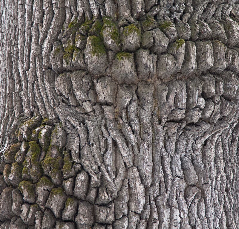 Texture of Bark of Large Tree. Stock Photo - Image of trunk, natural ...