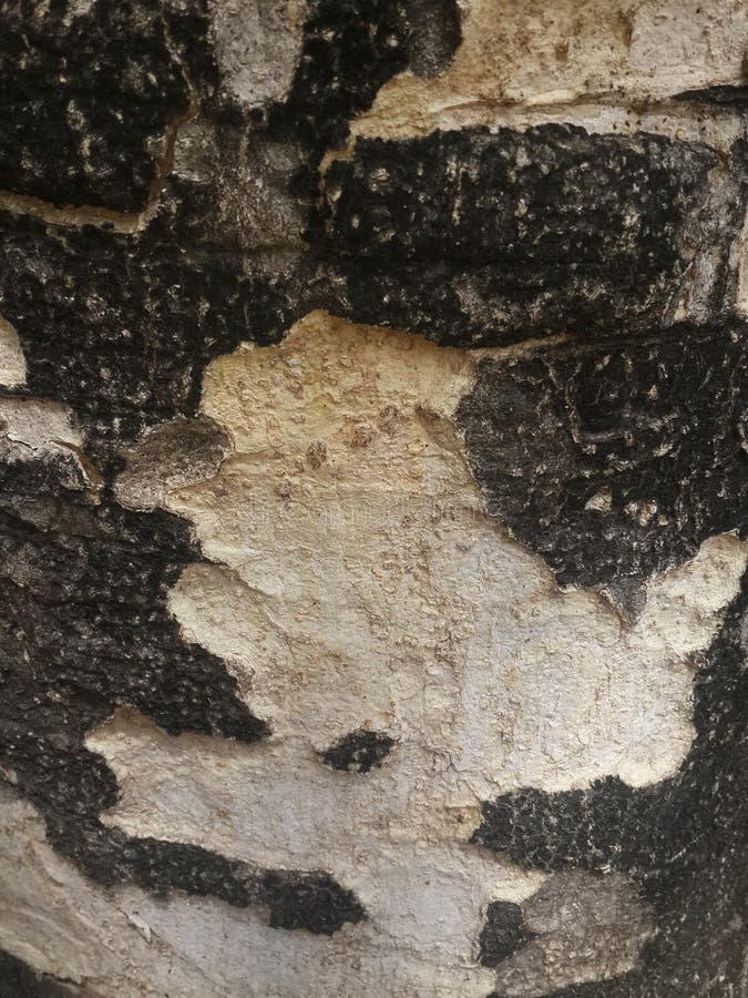 Texture of Bark on a Large Tree that Grows on the Side of a Public Road ...