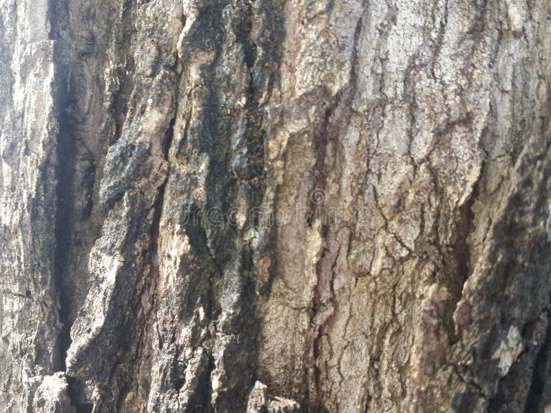 Texture of Bark on a Large Tree that Grows on the Side of a Public Road ...