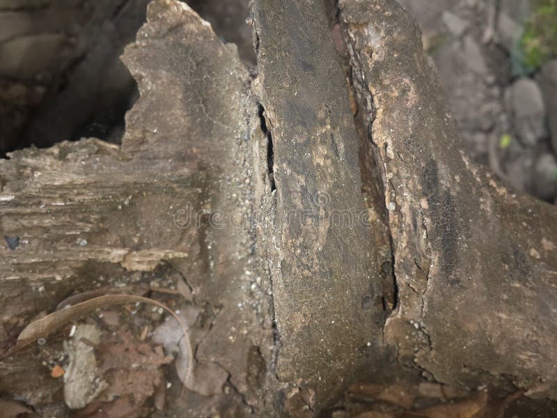 Texture of Bark on a Large Tree that Grows on the Side of a Public Road ...