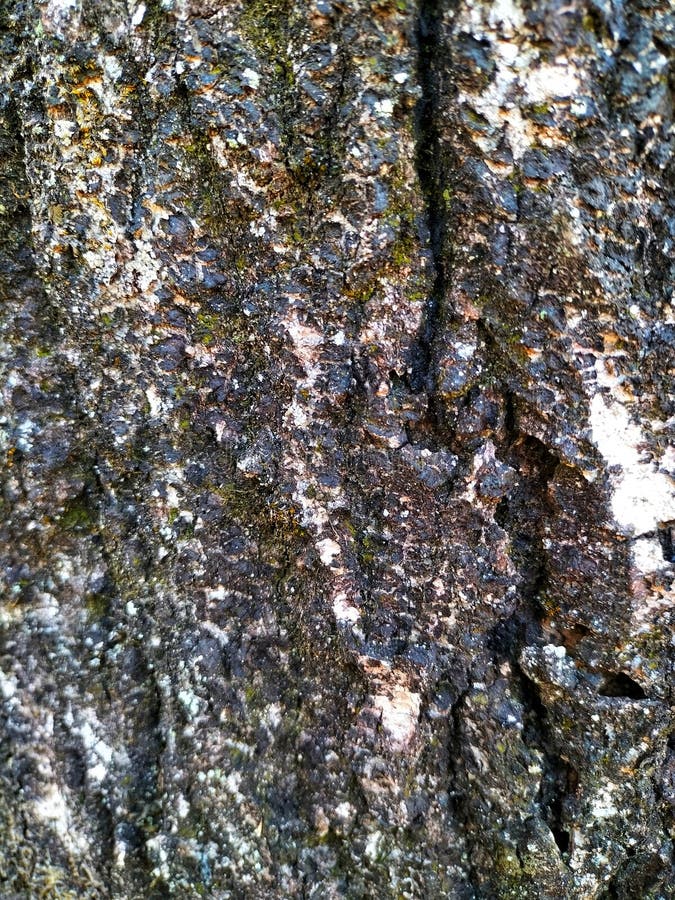 Texture of the Bark of the Momiji Tree in a Japanese Garden Stock Photo ...