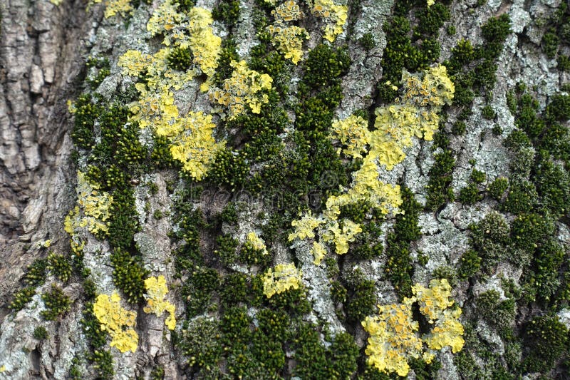 Texture of Bark of Norway Maple Covered with Dry Moss and Lichen Stock ...