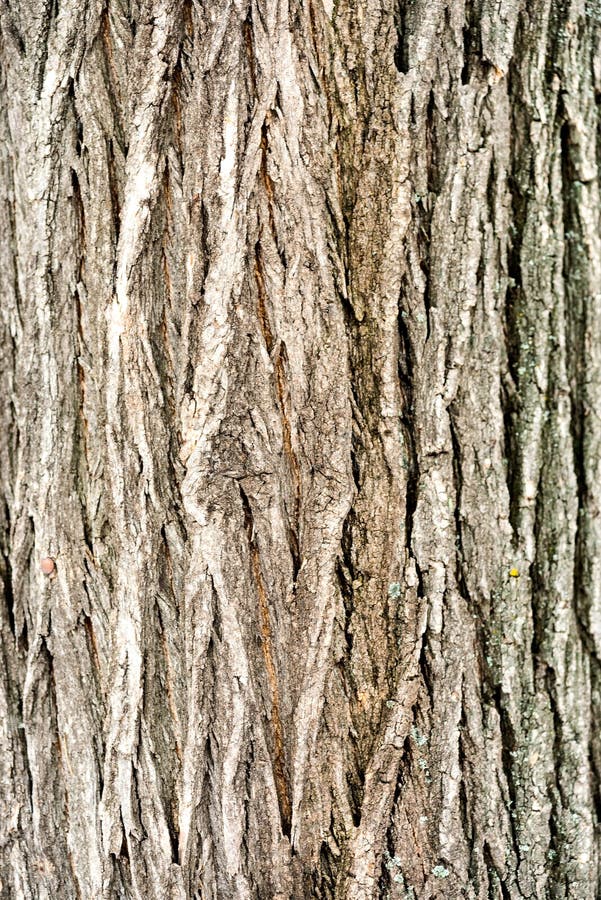 Oak Tree - Texture of the Bark Stock Photo - Image of close, plant ...
