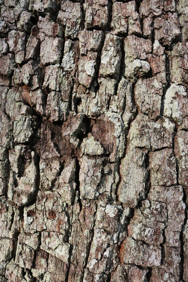 The Texture of Bark in an Oak Tree Stock Photo - Image of organic ...