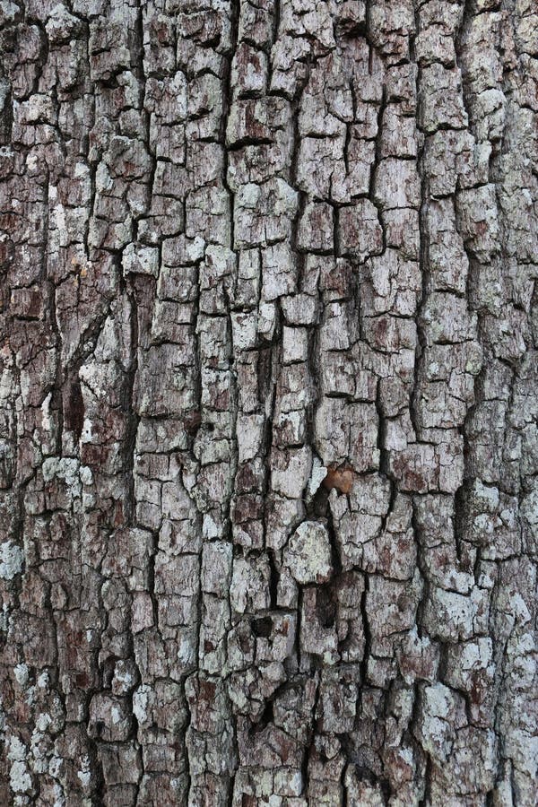 The Texture of Bark in an Oak Tree Stock Image - Image of organic ...
