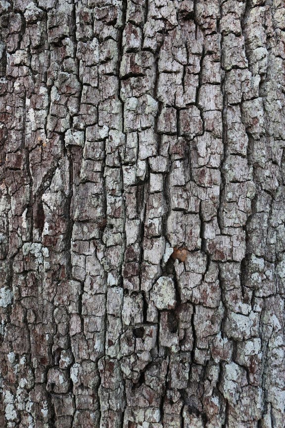 The Texture of Bark in an Oak Tree Stock Image - Image of organic ...