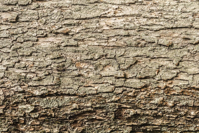 The Texture of the Bark of the Old Apple Tree, Close-up Abstract ...