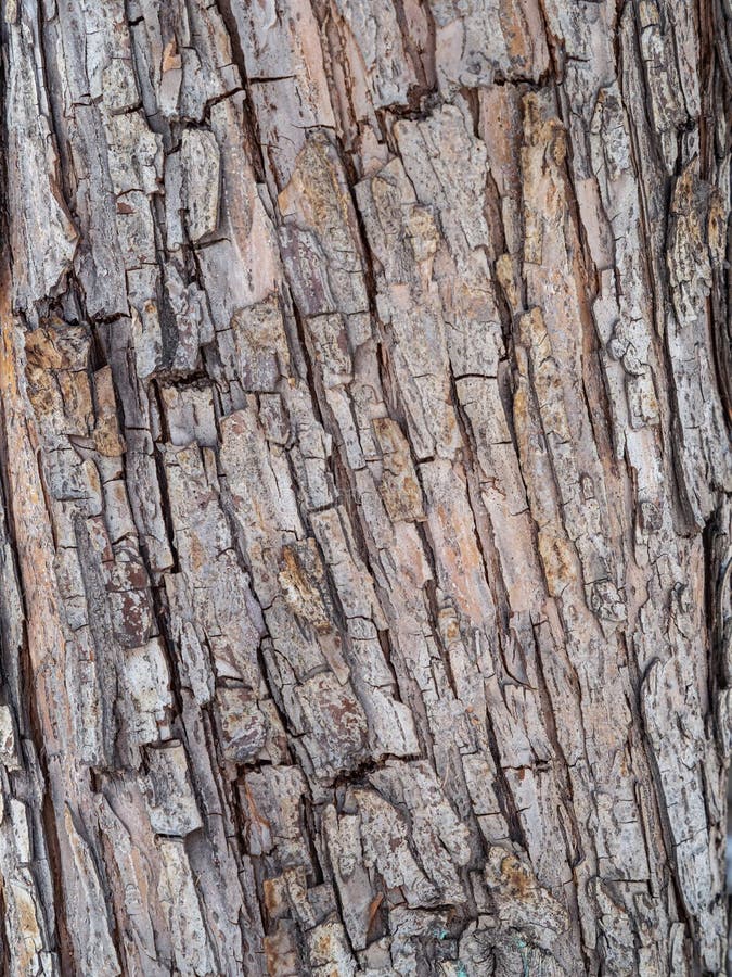 The Texture of the Bark of an Old Apple Tree Stock Photo - Image of ...