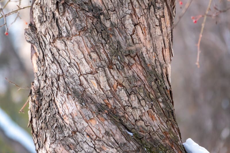 The Texture of the Bark of an Old Apple Tree Stock Image - Image of ...