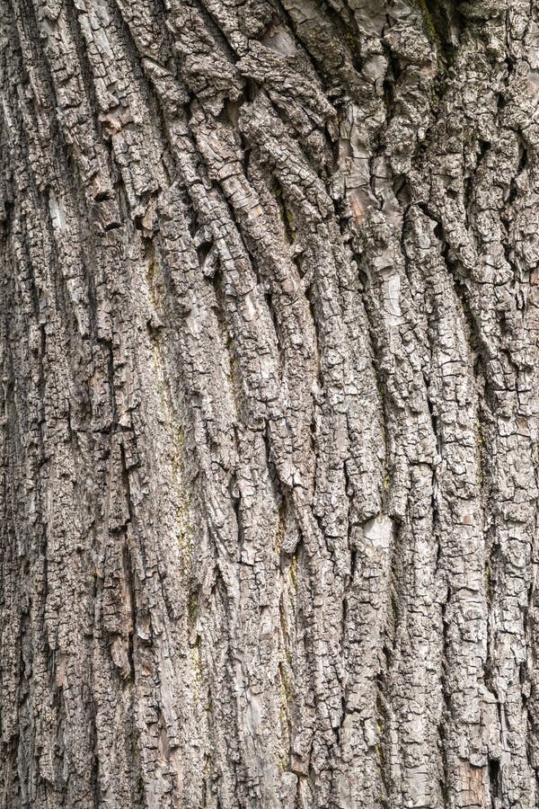 1,252 Old Apple Tree Bark Stock Photos - Free & Royalty-Free Stock ...