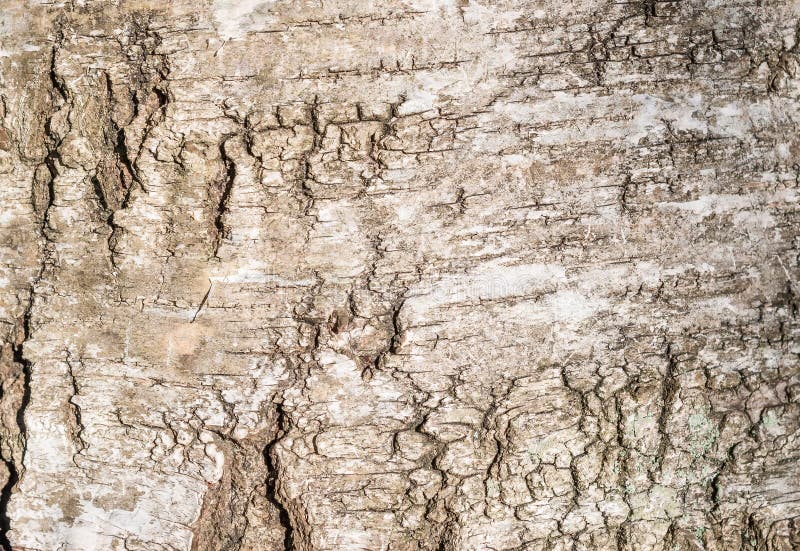 Close Up of a Birch Trunk. Texture of the Bark. Stock Image - Image of ...