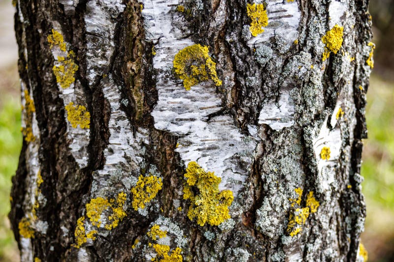 Texture of the Bark of an Old Birch Tree with Moss Stock Image - Image ...