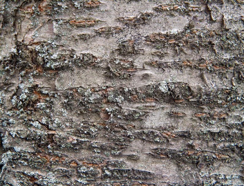 The Texture of the Bark of an Old Cherry. Stock Photo - Image of bark ...