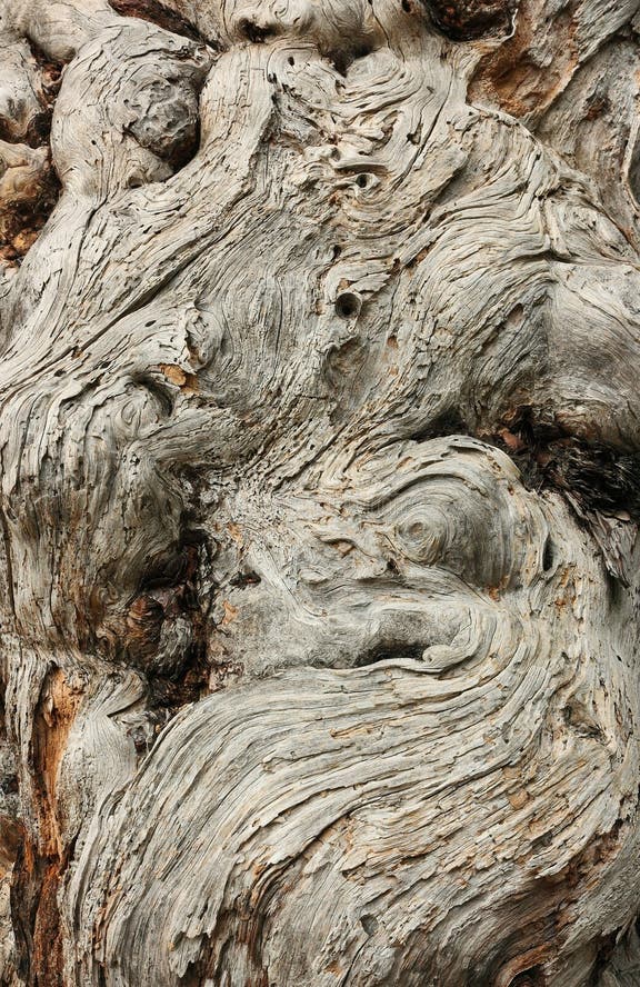 Texture of Bark of Old Juniper. Stock Photo - Image of closeup ...