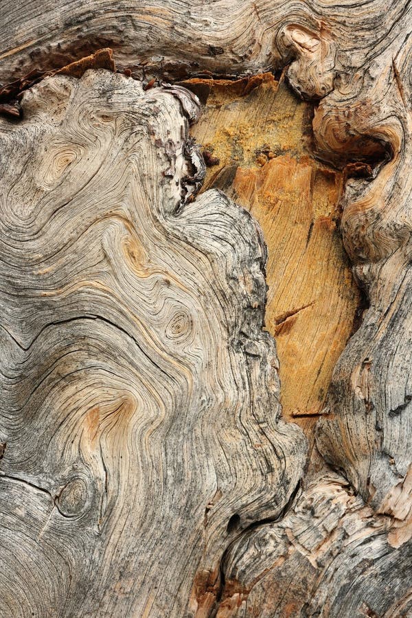 Juniper Curve stock photo. Image of sticks, redmond - 115292722