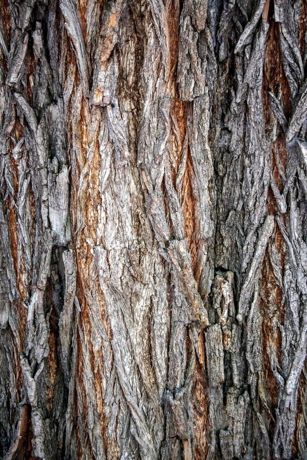 The Texture of the Bark of an Old Lime Tree Stock Photo - Image of ...
