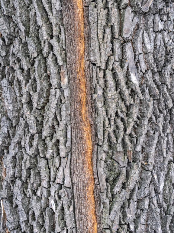 Texture of the Bark of Old Maple Tree Stock Photo - Image of curvy ...