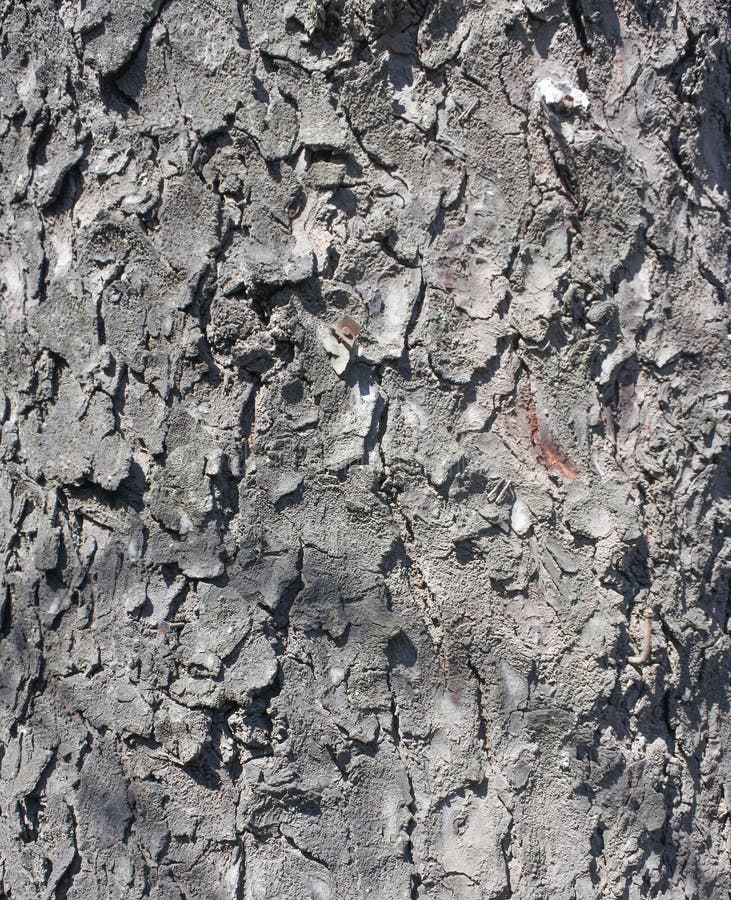 Surface of Old Bark Have Unique Texture Stock Image - Image of green ...
