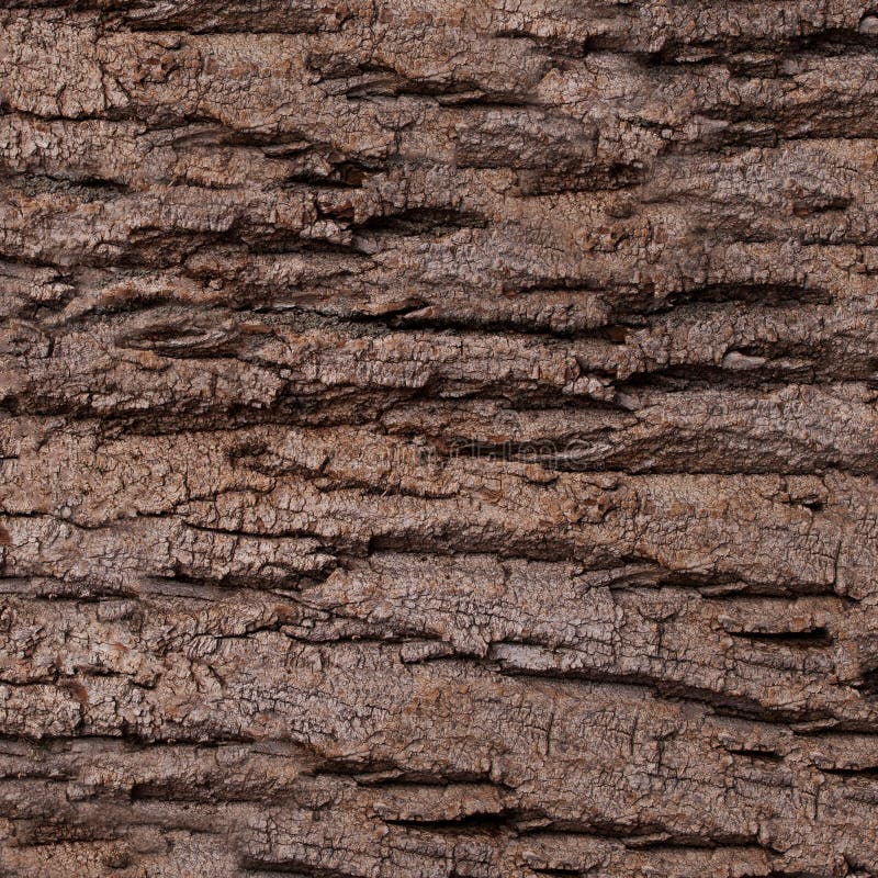 Texture - a Bark of an Old Oak. Wood Tree Background Pattern Stock ...