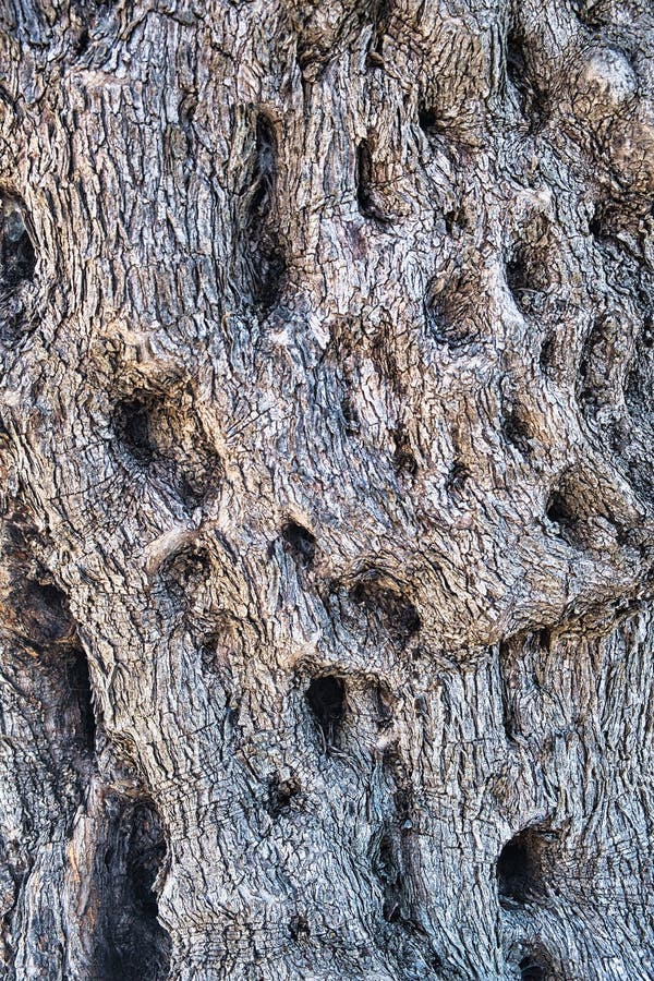 Texture of the Bark of an Old Olive Tree Stock Photo - Image of ...