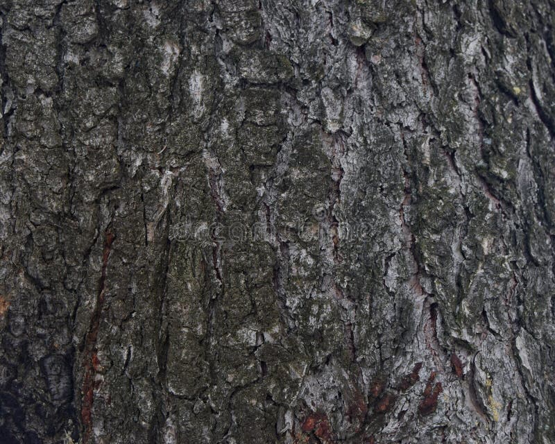 Texture of Bark of an Old Pine Tree with Resin Stock Photo - Image of ...